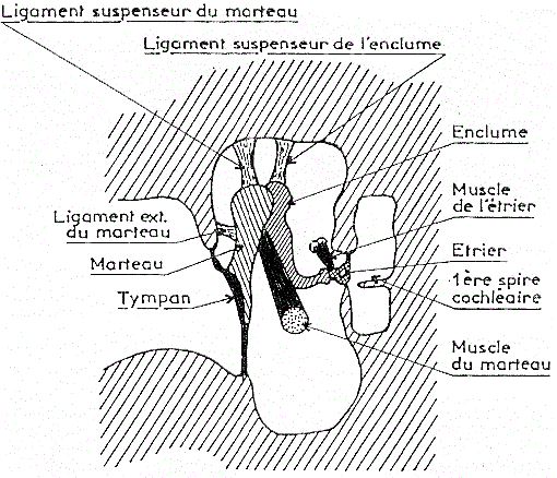 Comment fonctionnent nos sens